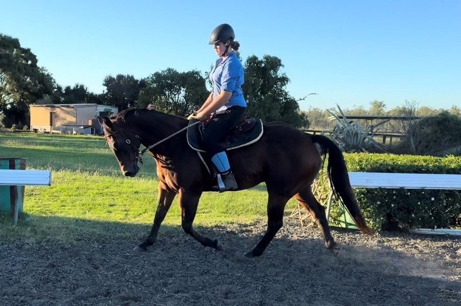 Matilda Gordon – Kennallywood Stud